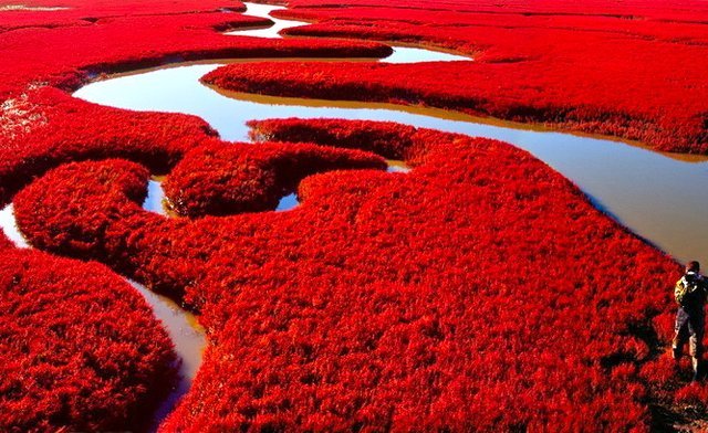 An Interesting Side of Life: Panjin Red Beach, China ( Incredible!)