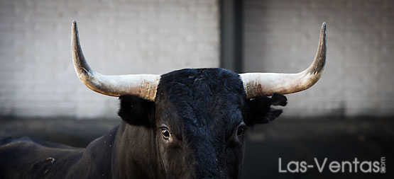 Encastes y castas del toro de lidia: ¿Que es la casta? ¿Y el encaste ...