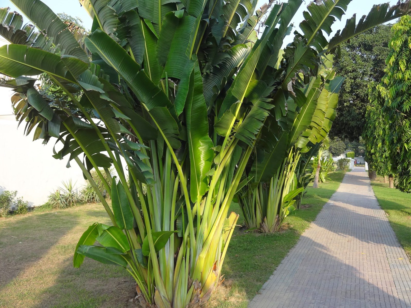 Plants of Lahore - Pakistan