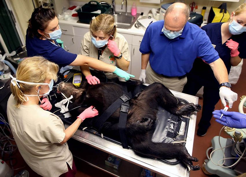 Laugh Gags: 73-year-old female chimp had surgery