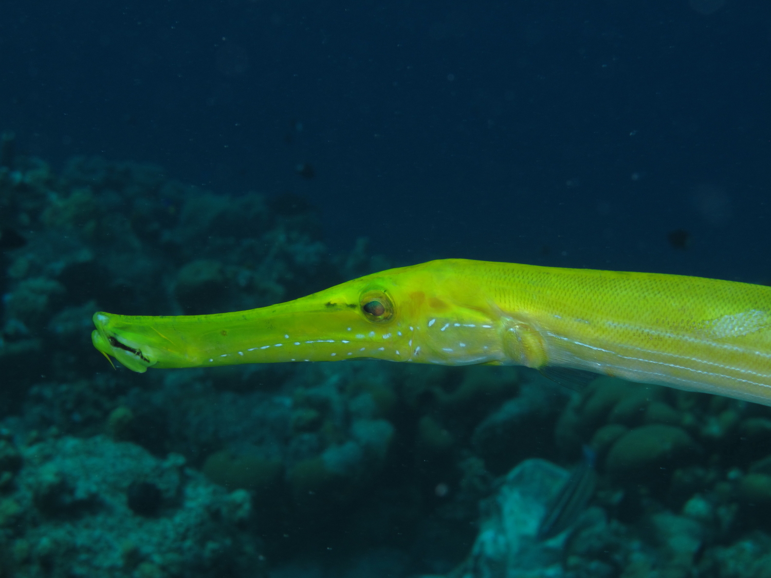 Rambling Jill: Trumpetfish