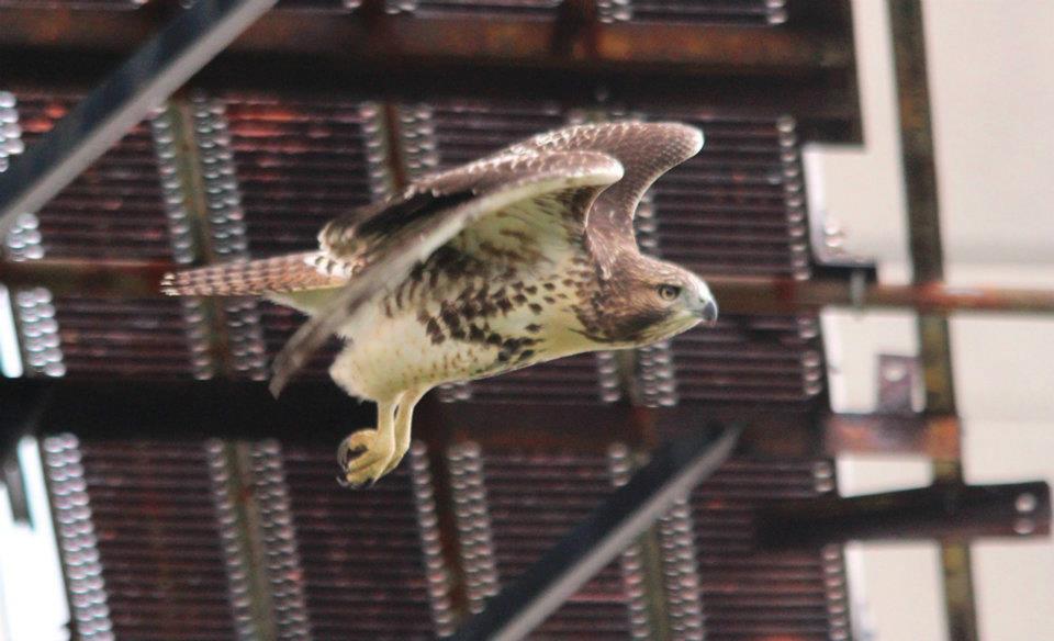 Hawkwatch at the Franklin Institute: Happy hawks!
