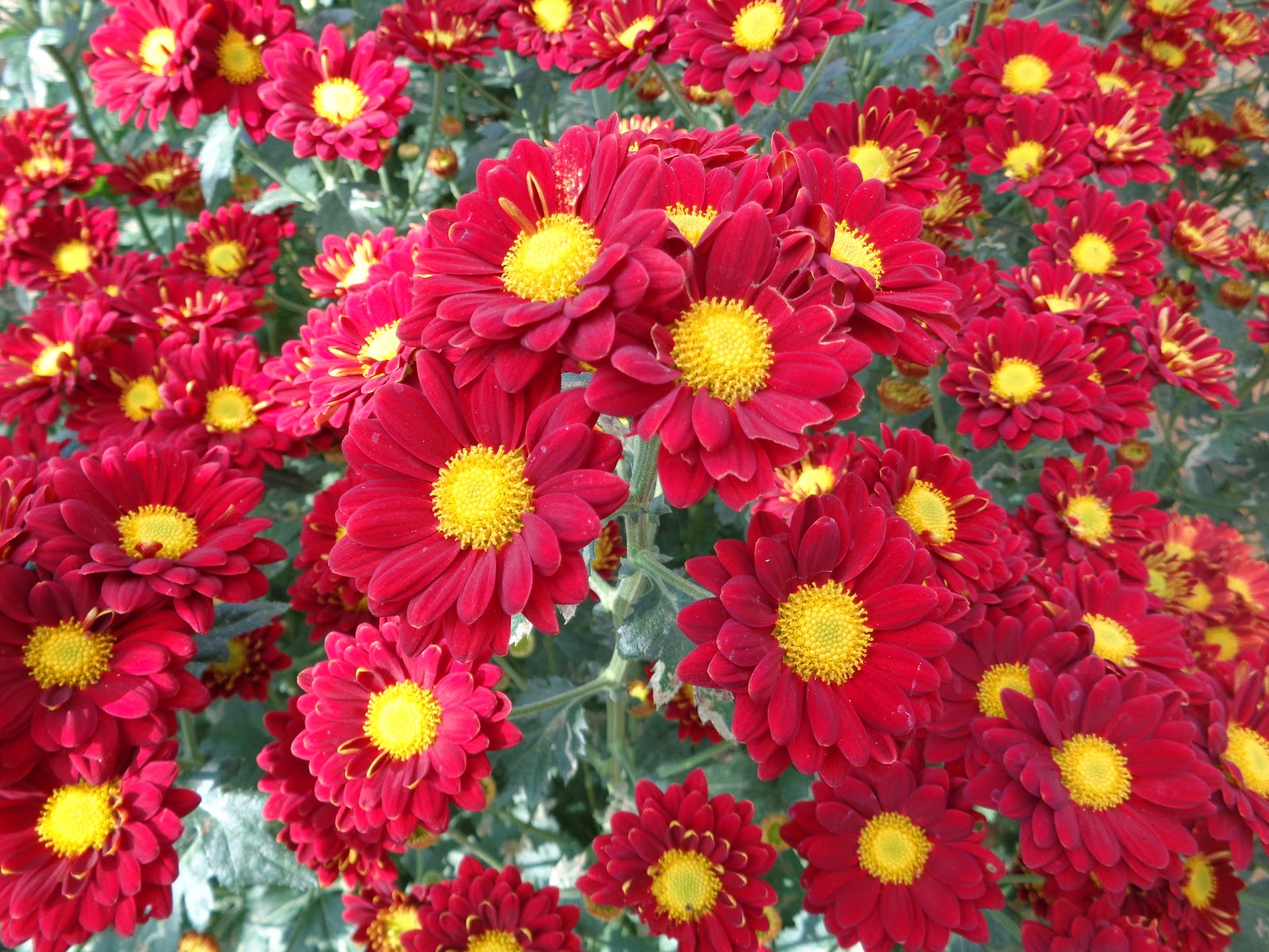 Tipe Bunga Krisan | Budidaya Tanaman