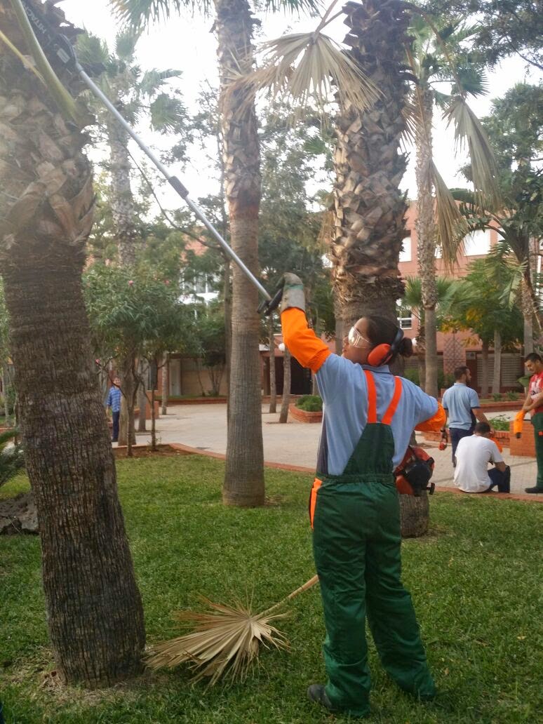 AGRARIA HUERTA SALAMA: CORTANDO LAS HOJAS DE LAS PALMERAS