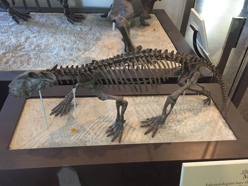 Prehistoric Beast of the Week: Lycaenops: Beast of the Week