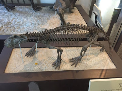 Prehistoric Beast of the Week: Lycaenops: Beast of the Week