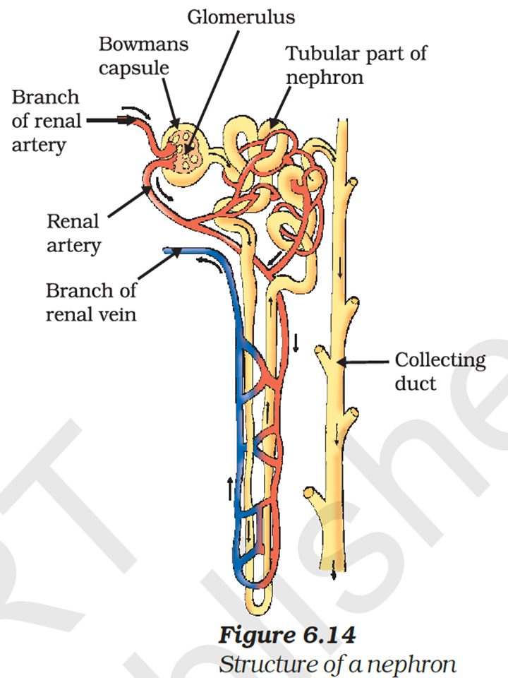 Excretion | BahotGyan