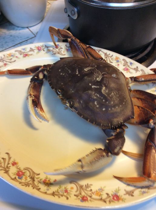 Where the Heck is Marinduque?: Dungeness Crab and Manila Clams for Our ...