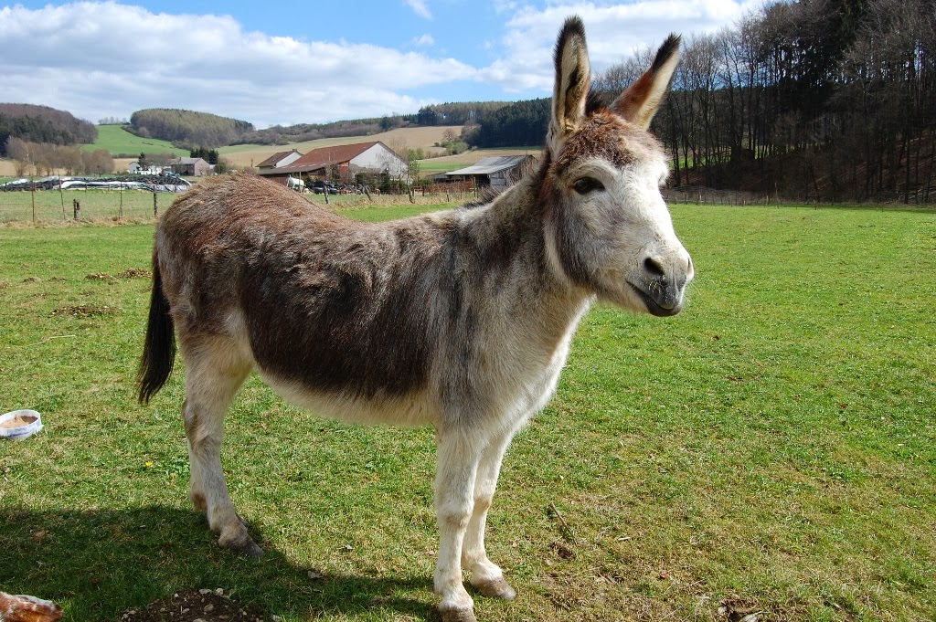 Spain Farms: Saving the Spanish donkey