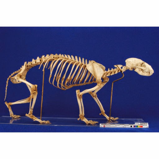 Printmaking and Illustration Blog.: Badger Bones