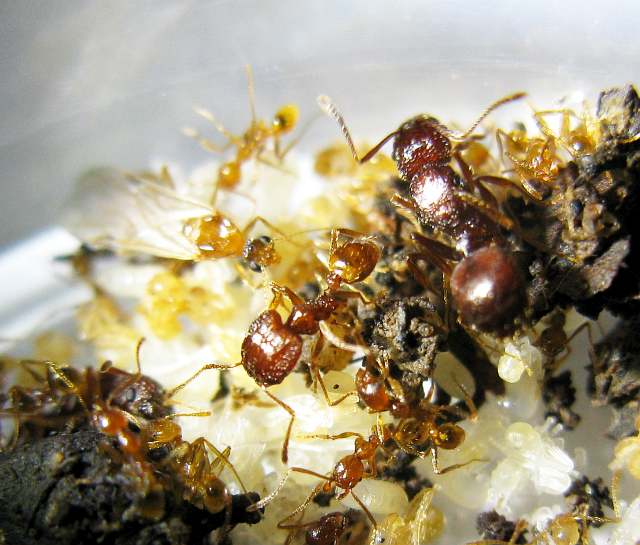 Photos and Info on Ants and Termites of Malaysia: Pheidole Sp.