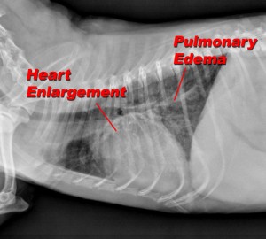 The Andys Veterinary Clinic Blog