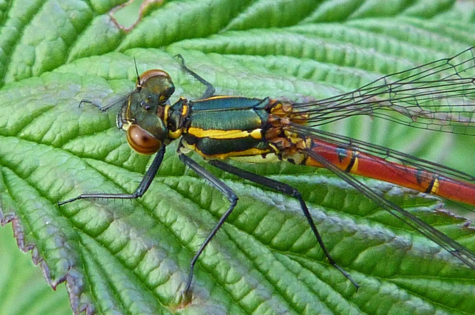 Insects of Scotland: Dragonflies/Damselflies