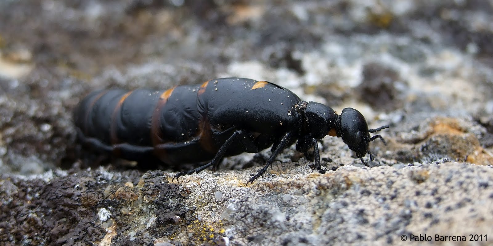 Naturaleza y ornitología: Aceitera común (Berberomeloe majalis)