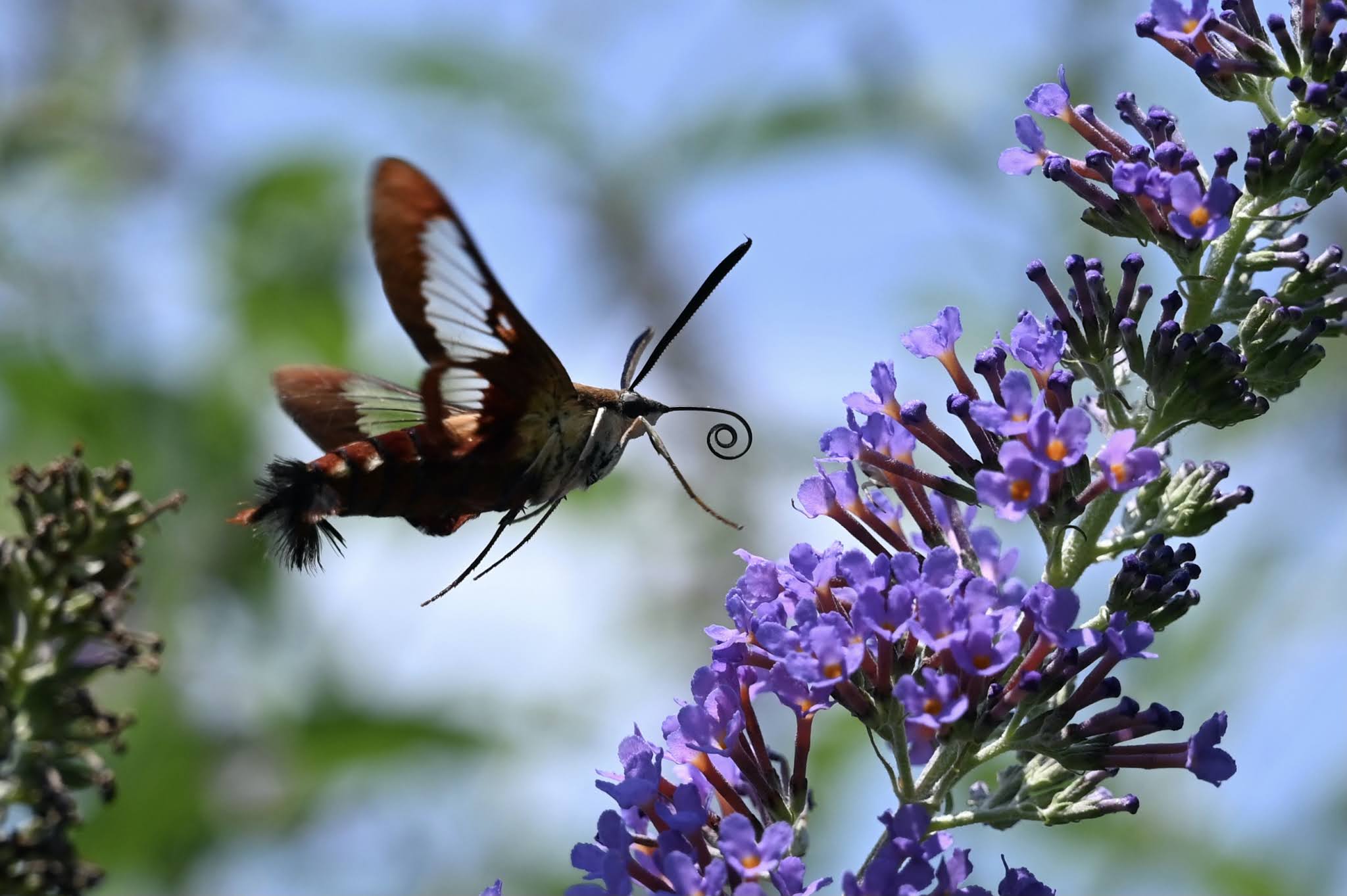 Urban Wildlife Guide: Hummingbird Moth