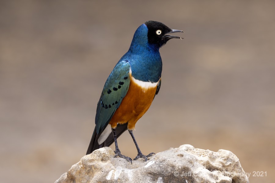 Jeff Cable's Blog: The amazing and colorful birds of Africa