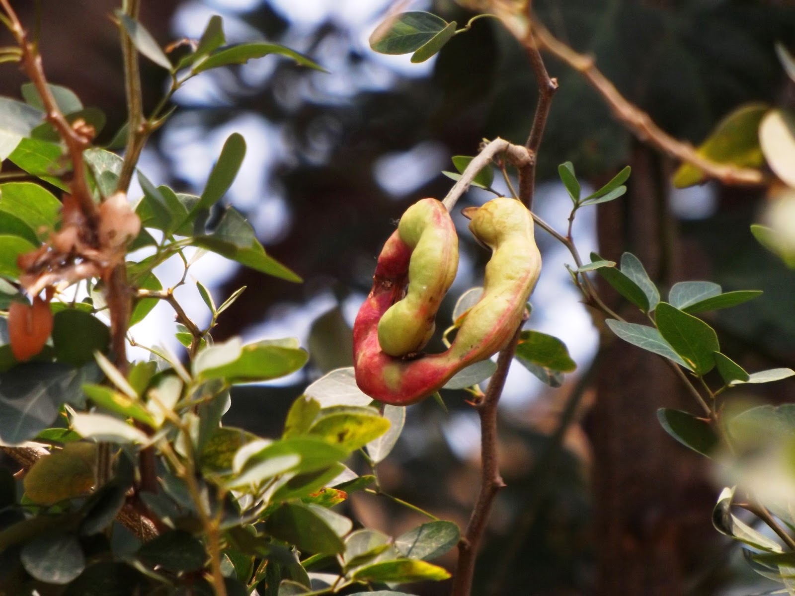 Babul Tree - This tree has been traditionally used for various purposes ...