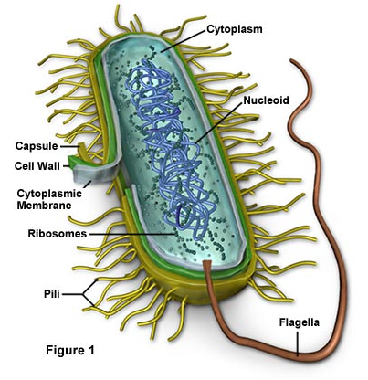 Bakteri Sebagai Contoh Organisme Prokariotik; Ciri-ciri Prokariotik ...