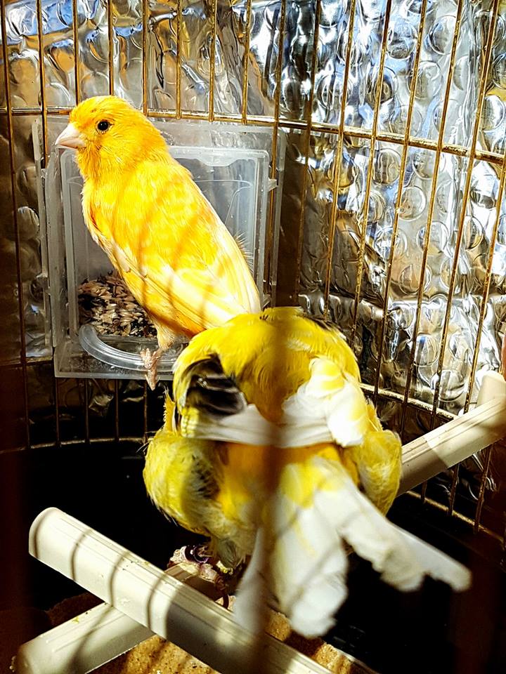 Beth Haslam - Author of the Fat Dogs and French Estates series: Ferries ...