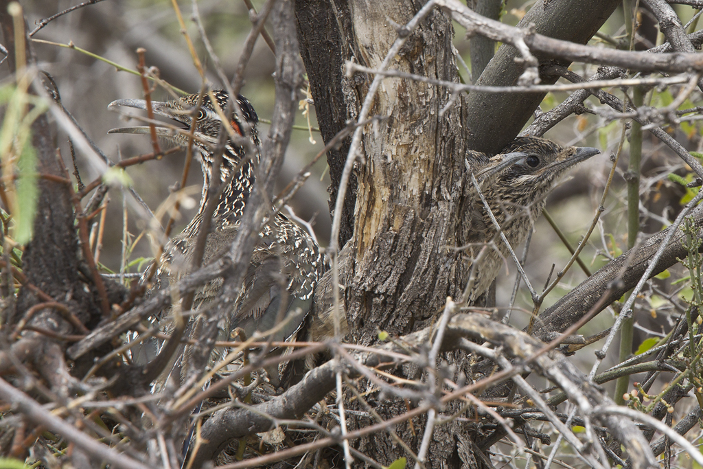 Your Daily Dose of Sabino Canyon: Roadrunner chicks