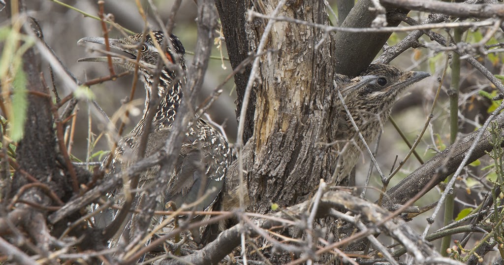 Your Daily Dose of Sabino Canyon: Roadrunner chicks