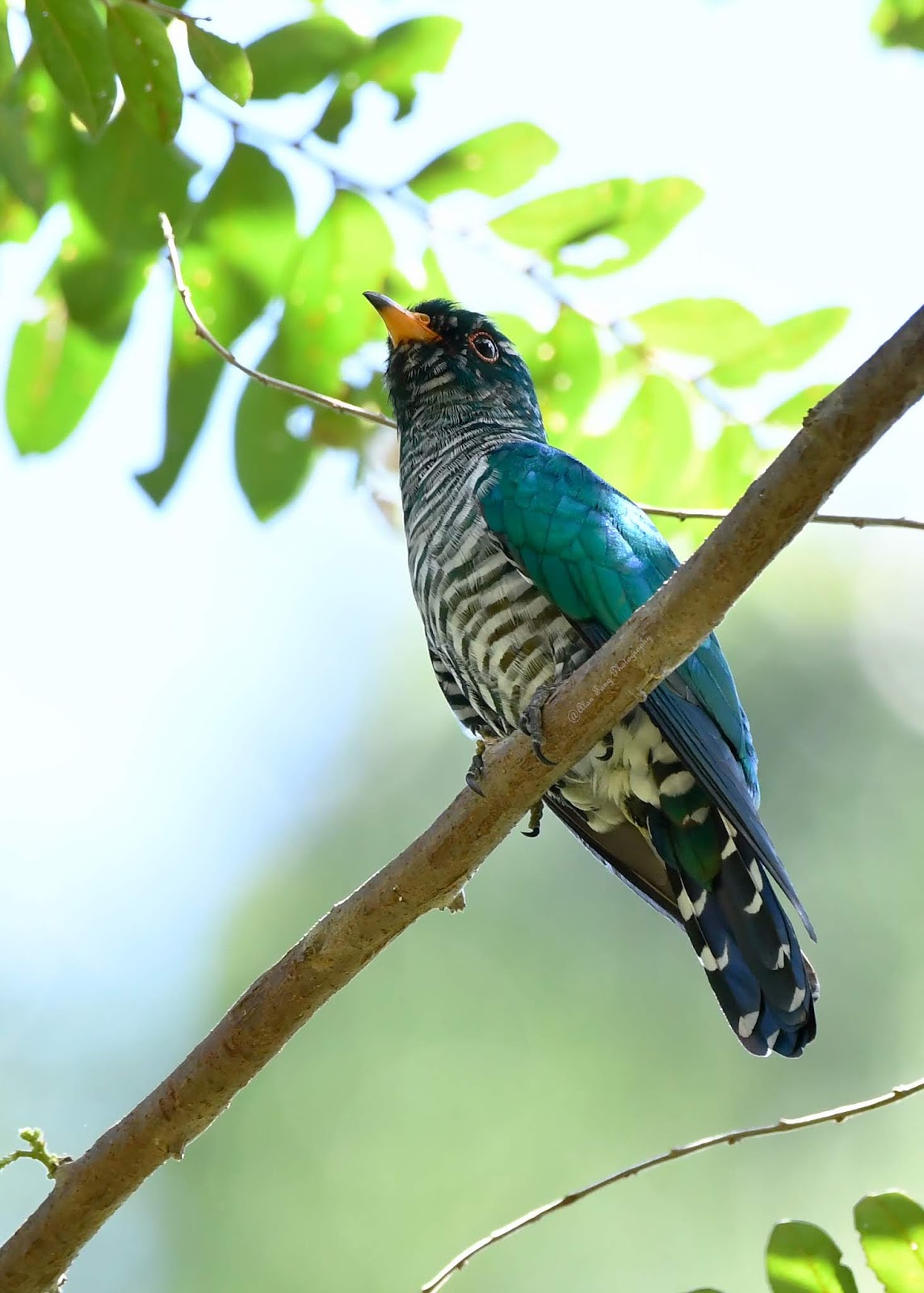 Mike is the name Birding is the game ( Birding in Malaysia - Malaysian ...