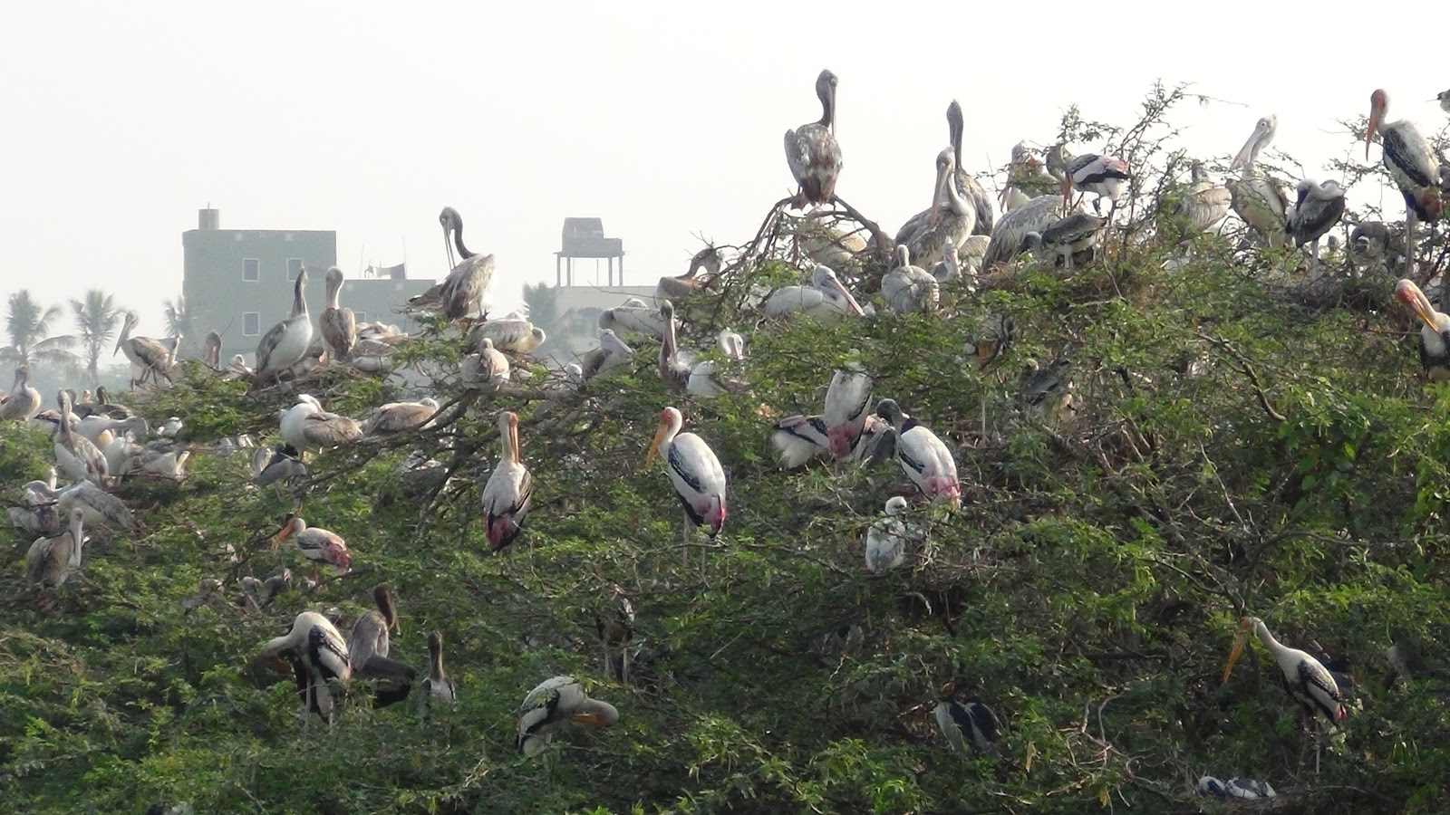Return To Hyderabad: Uppalapadu Bird sanctuary must see