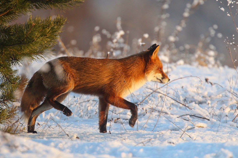 Talven eläimiä: Kettu