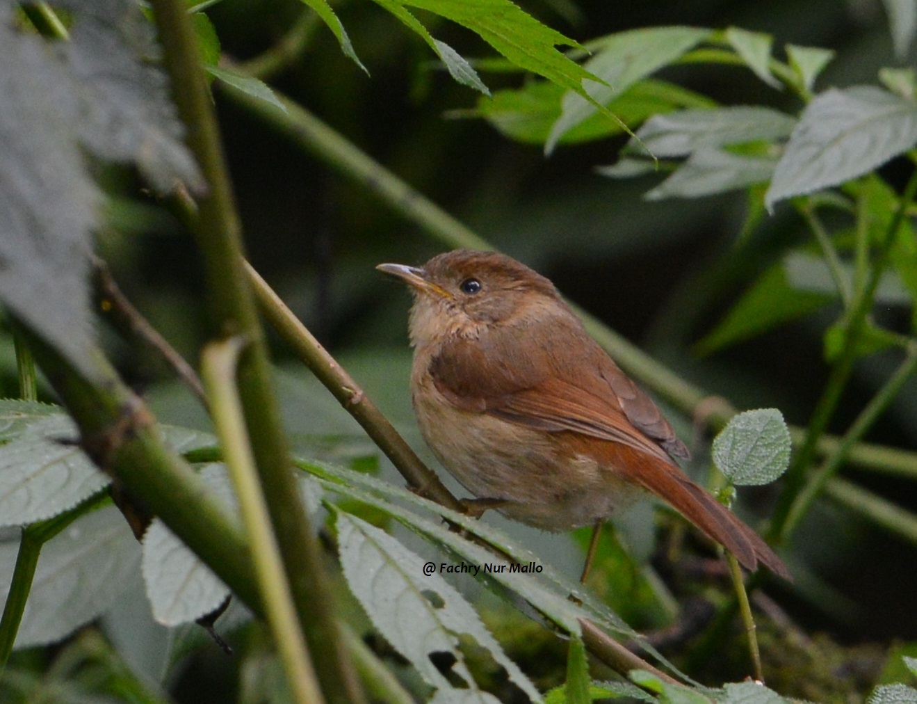 Fachry Nur Mallo: CATATAN PENGAMATAN PENCARIAN MAKAN DAN ...