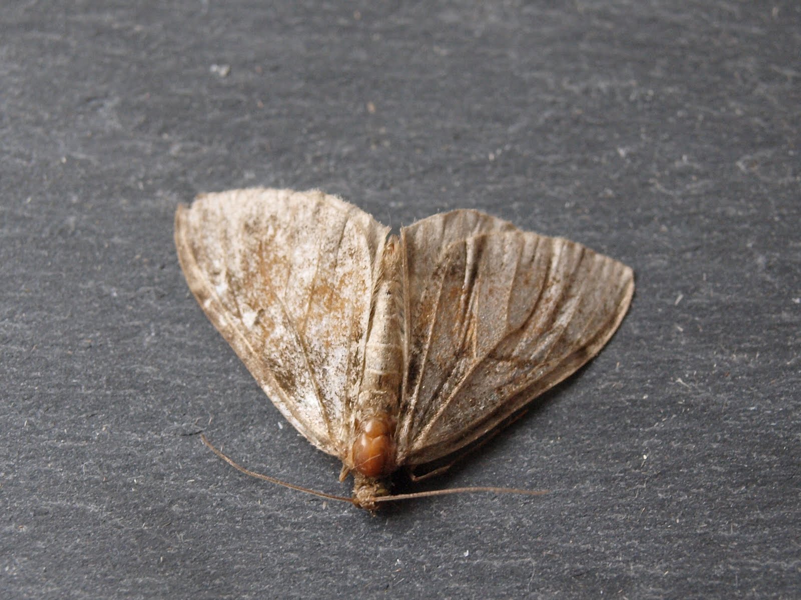 Ragged Robin's Nature Notes: More New Moth Species for the Garden