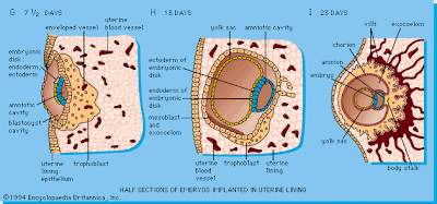 Dentistry and Medicine: Development of Embryo in Uterus Diagrams free ...