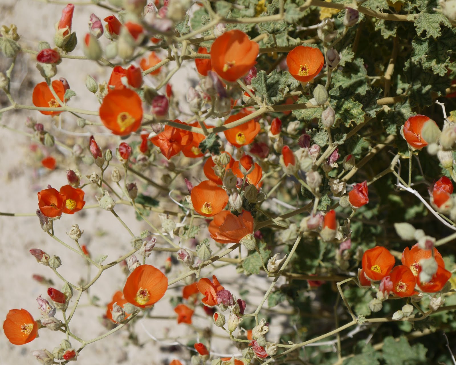Ken's Photo Gallery: Desert Globemallow (Sphaeralcea ambigua)