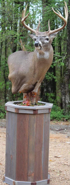 Marian's Hunting Stories, etc., etc., etc...: Timothy's Stellar Buck Mount