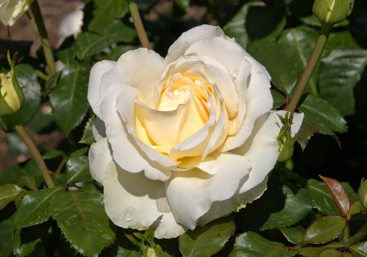 Organic Garden Dreams: June Roses