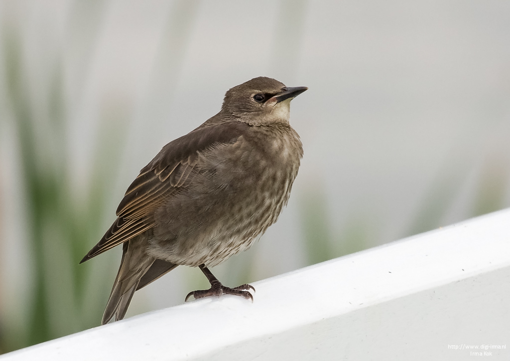 Irma's Natuurbeleving: Spreeuw