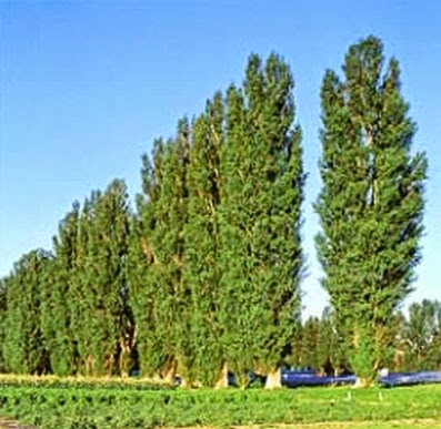 ÁLAMO NEGRO o CHOPO