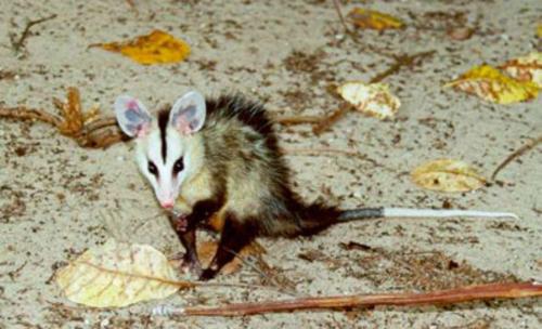tireotubo: Cassaco, o gambá que vive no Ceará.