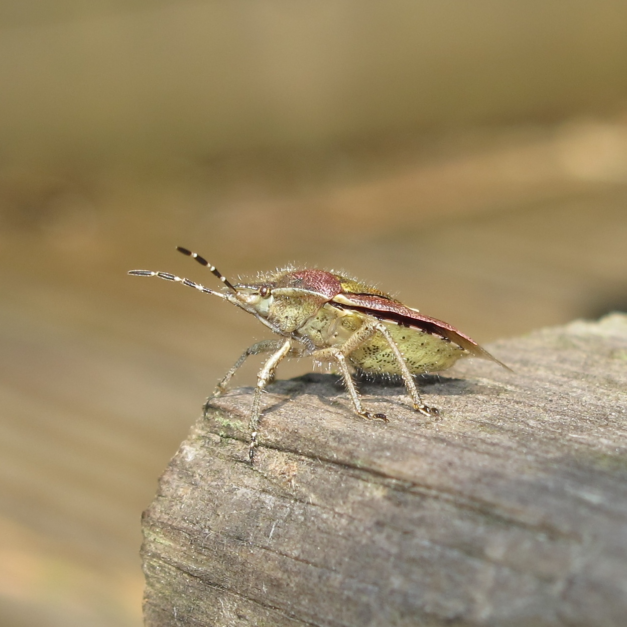 BugBlog: Hairy shieldbug