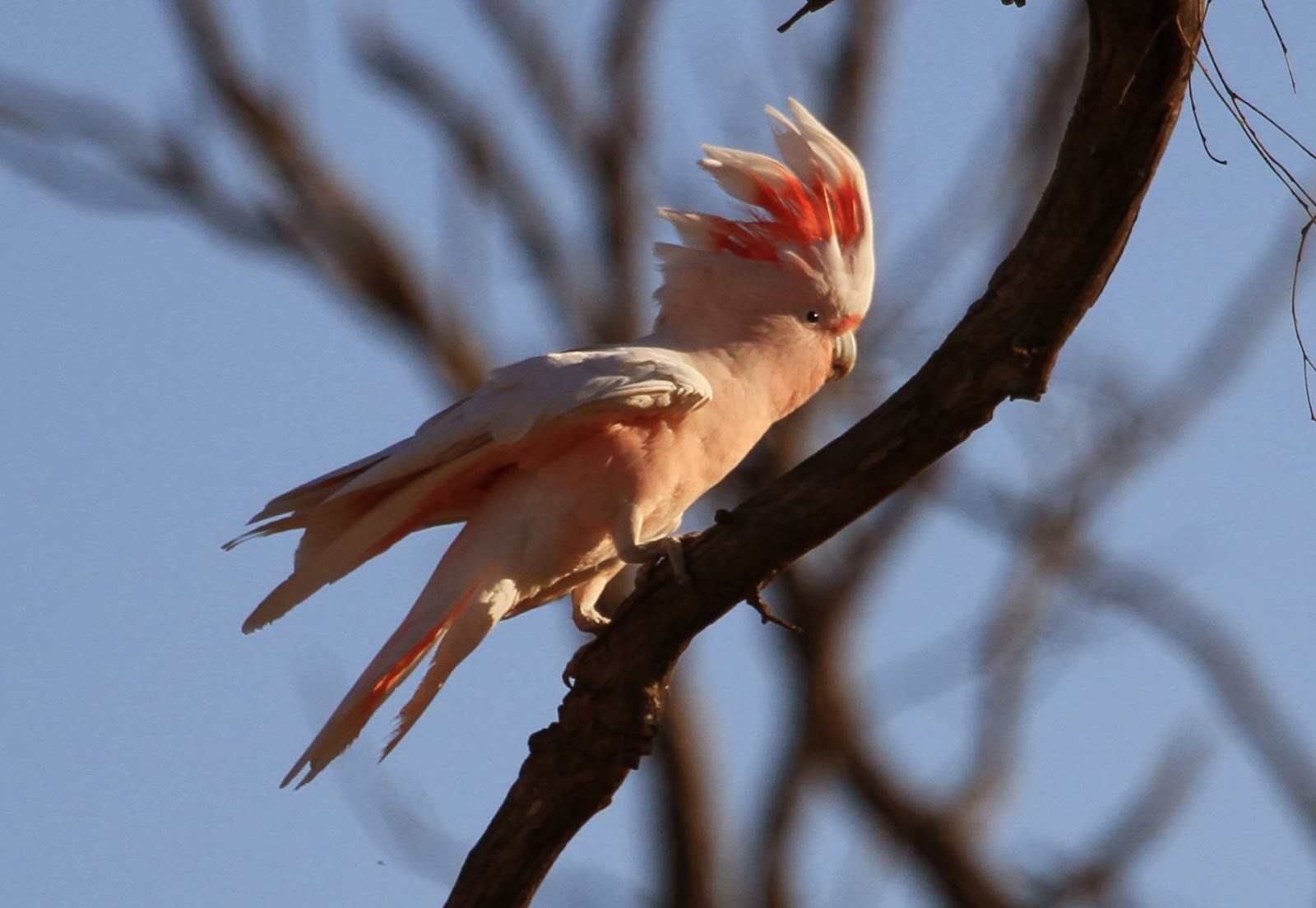 Richard Waring's Birds of Australia: Bird photos from Docker River to ...