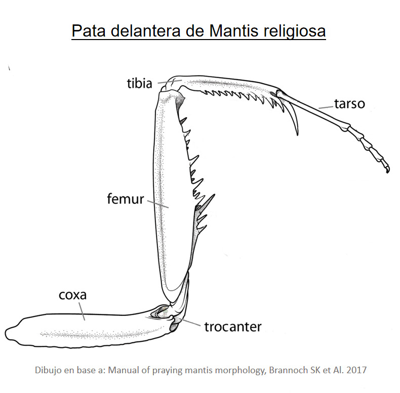 Caminantes del Desierto: LA MANTIS RELIGIOSA DE SAN PEDRO DE ATACAMA