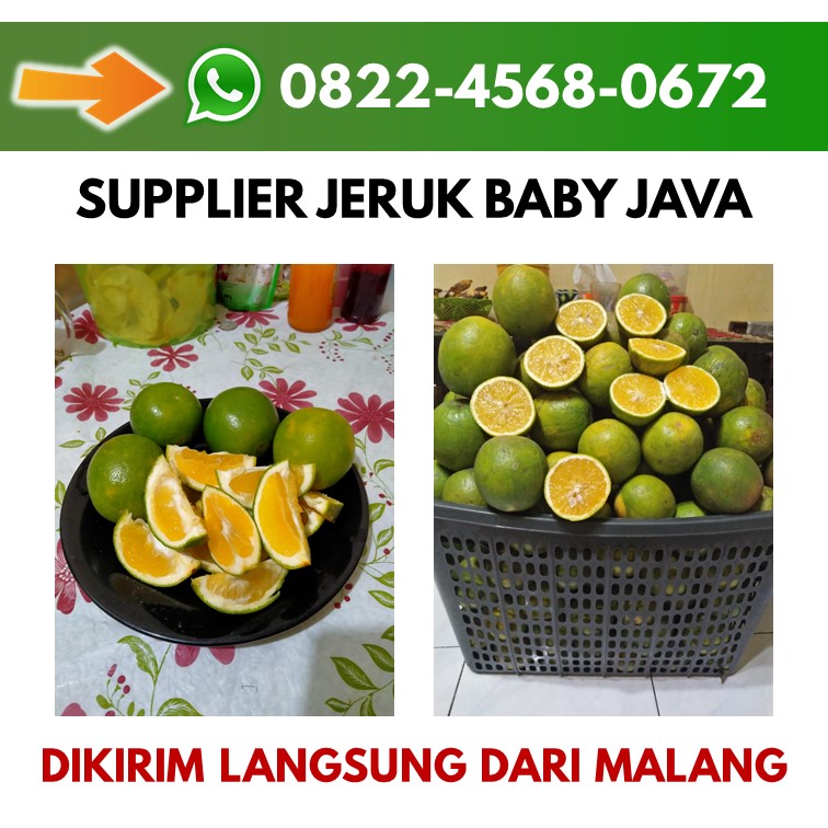 Supplier Jeruk Baby Java | 0822 4568 0672: 2020
