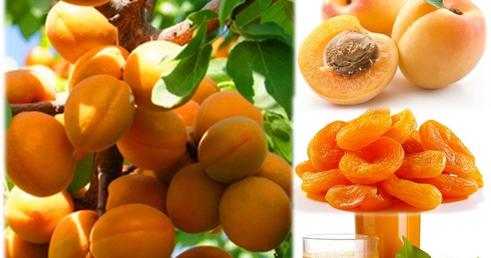 ALBARICOQUES Y ALBARICOQUEROS, SUS PROPIEDADES SALUDABLES