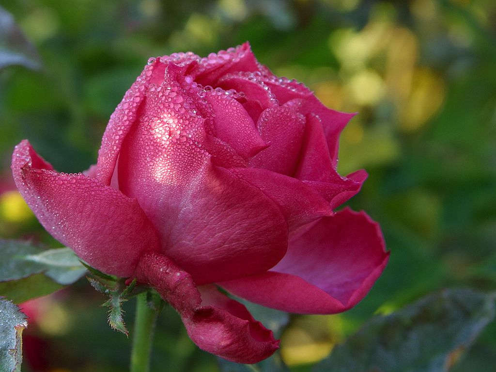 Pravljica in njeni simboli: Vrtnica
