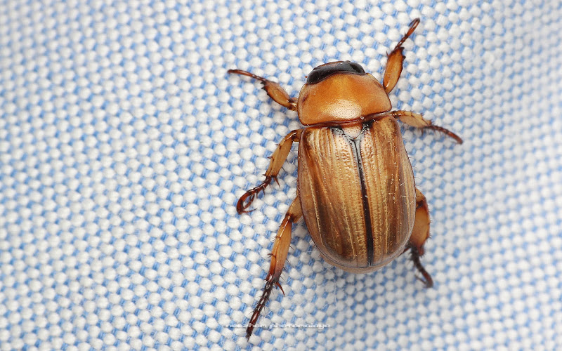 Yellowish brown Beetle ~ Weird and wonderful news library