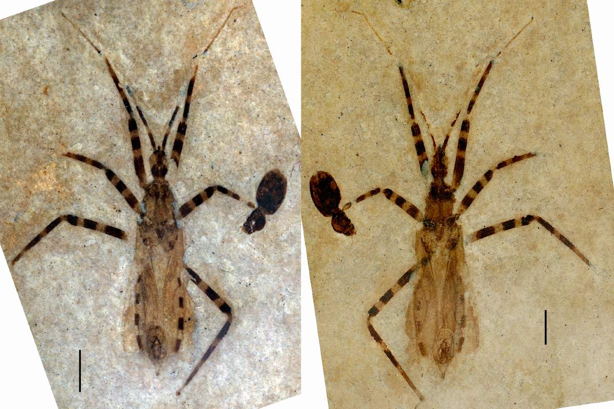 50 Million-Year-Old Fossil Assassin Bug Has Unusually Well-preserved ...