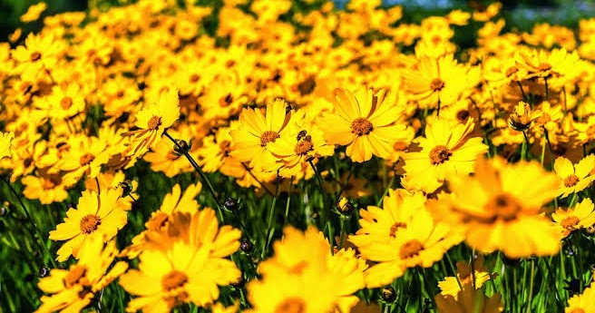 BUNGA ASTER KUNING YANG CERAH