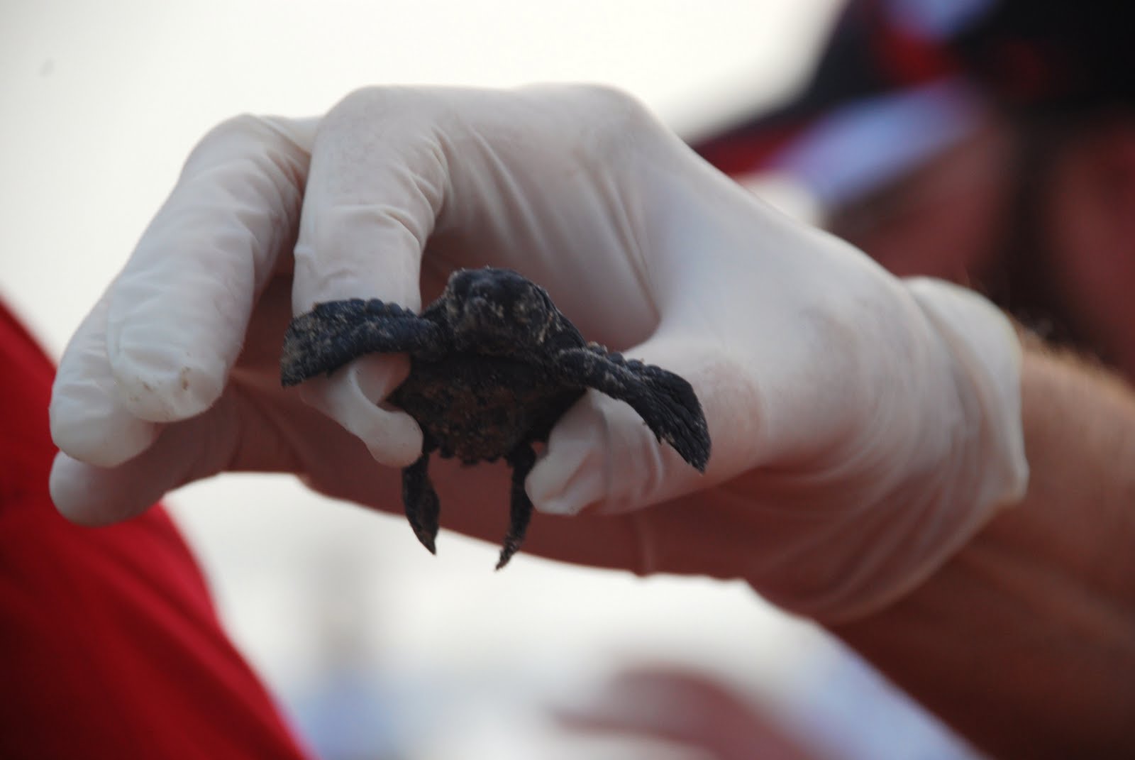 IRISH TRIPLETS: Baby Turtles Swimming Off Into the Future.