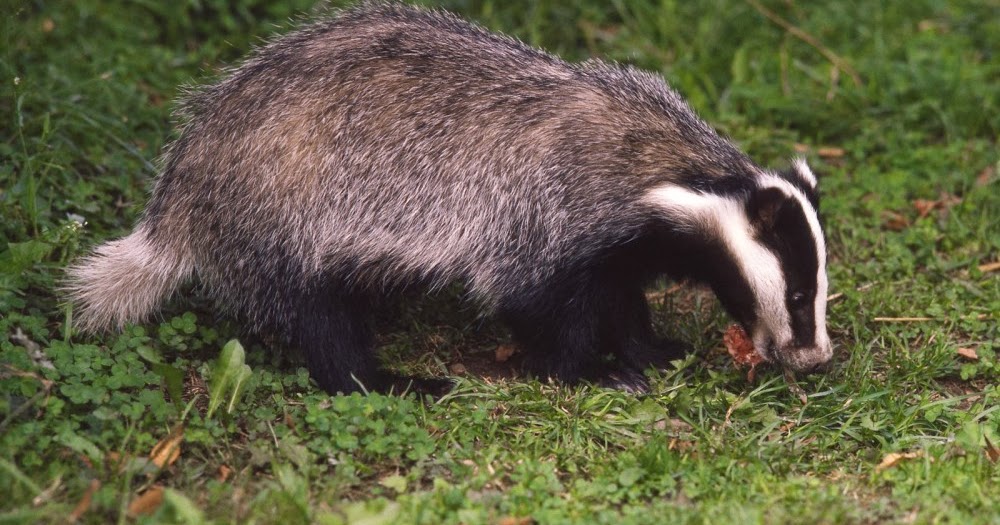 MYSLIVOST: Jezevec lesní. Na bílé hlavě má dva tmavé pruhy, které se ...