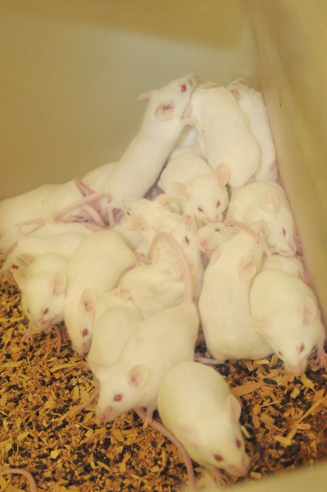 Takrif Bistari Enterprise: MICE BALB C/SWISS (ALBINO)