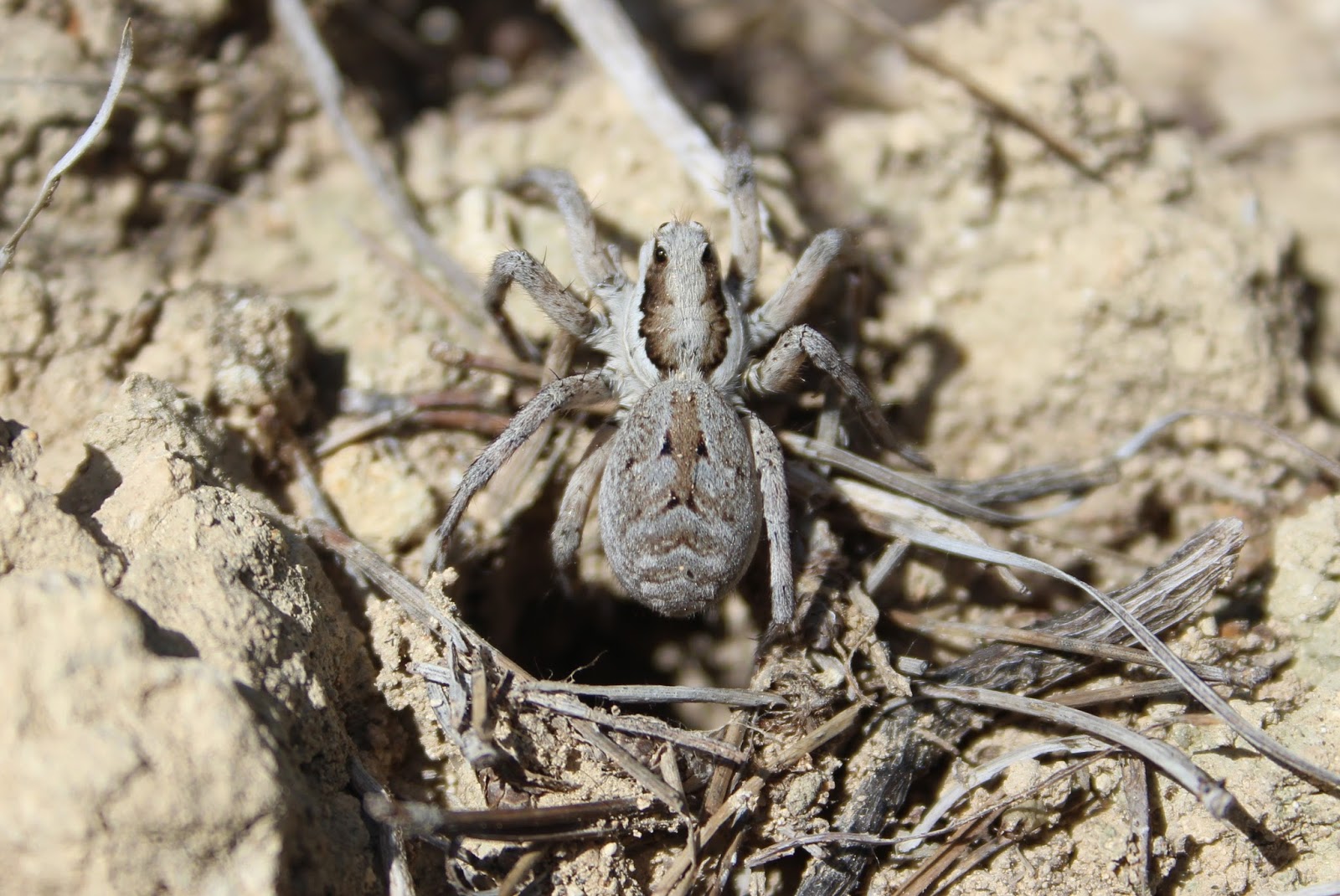 Biodiversity of Cyprus by NGO Protection of the Natural Heritage and ...